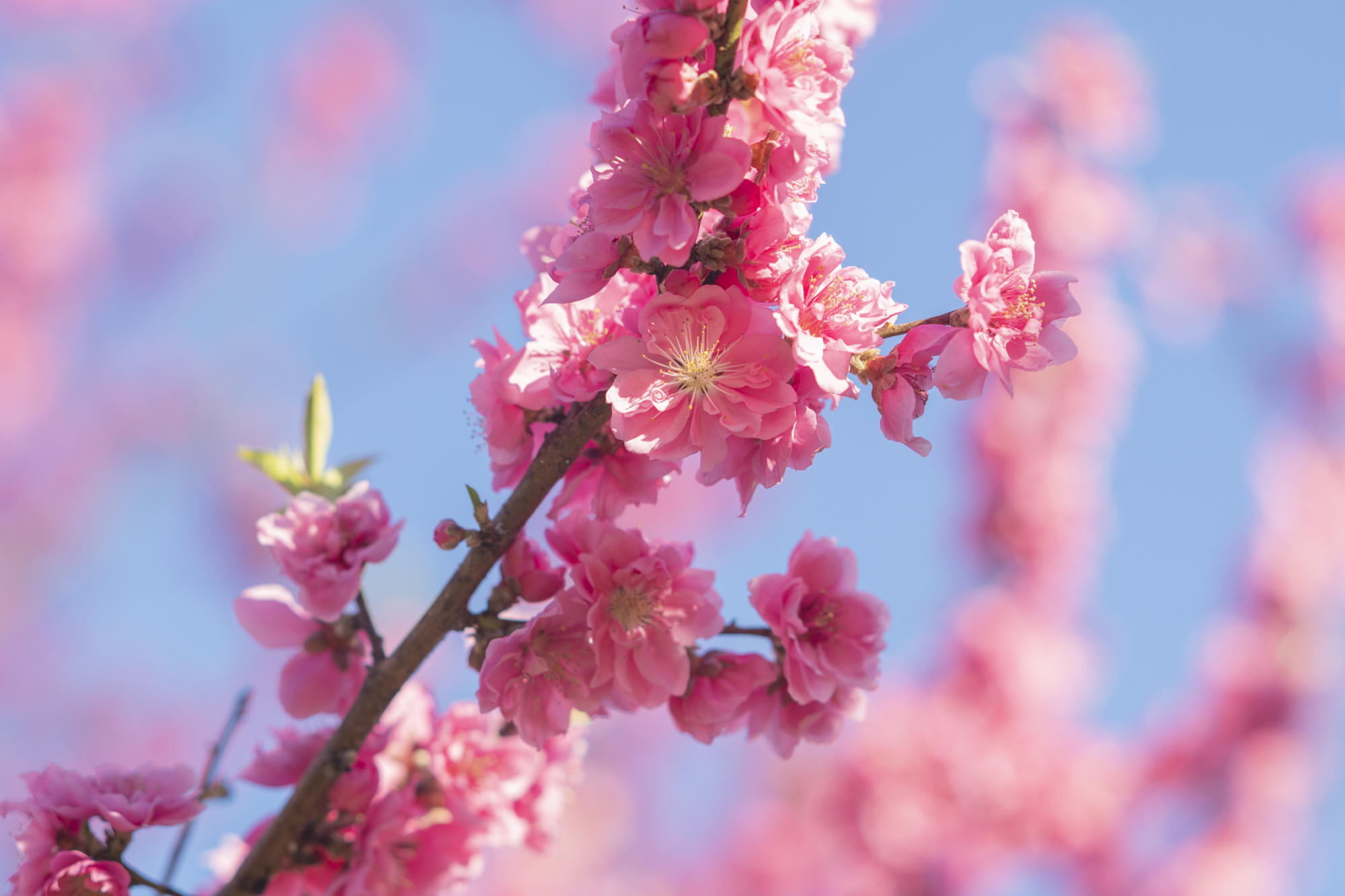 古河桃まつり 手筒花火: ガジェット好きで花火好き